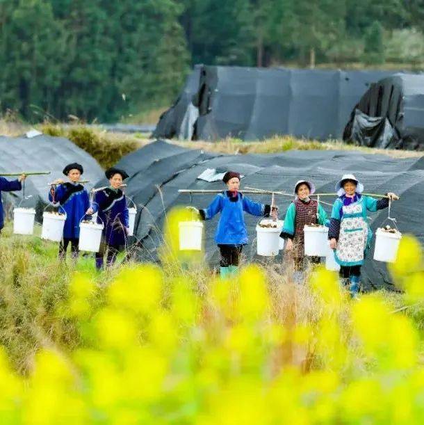 周覃镇:念好“三字诀”打好“三张牌”,羊肚菌产业实现助民增收发展种植建设