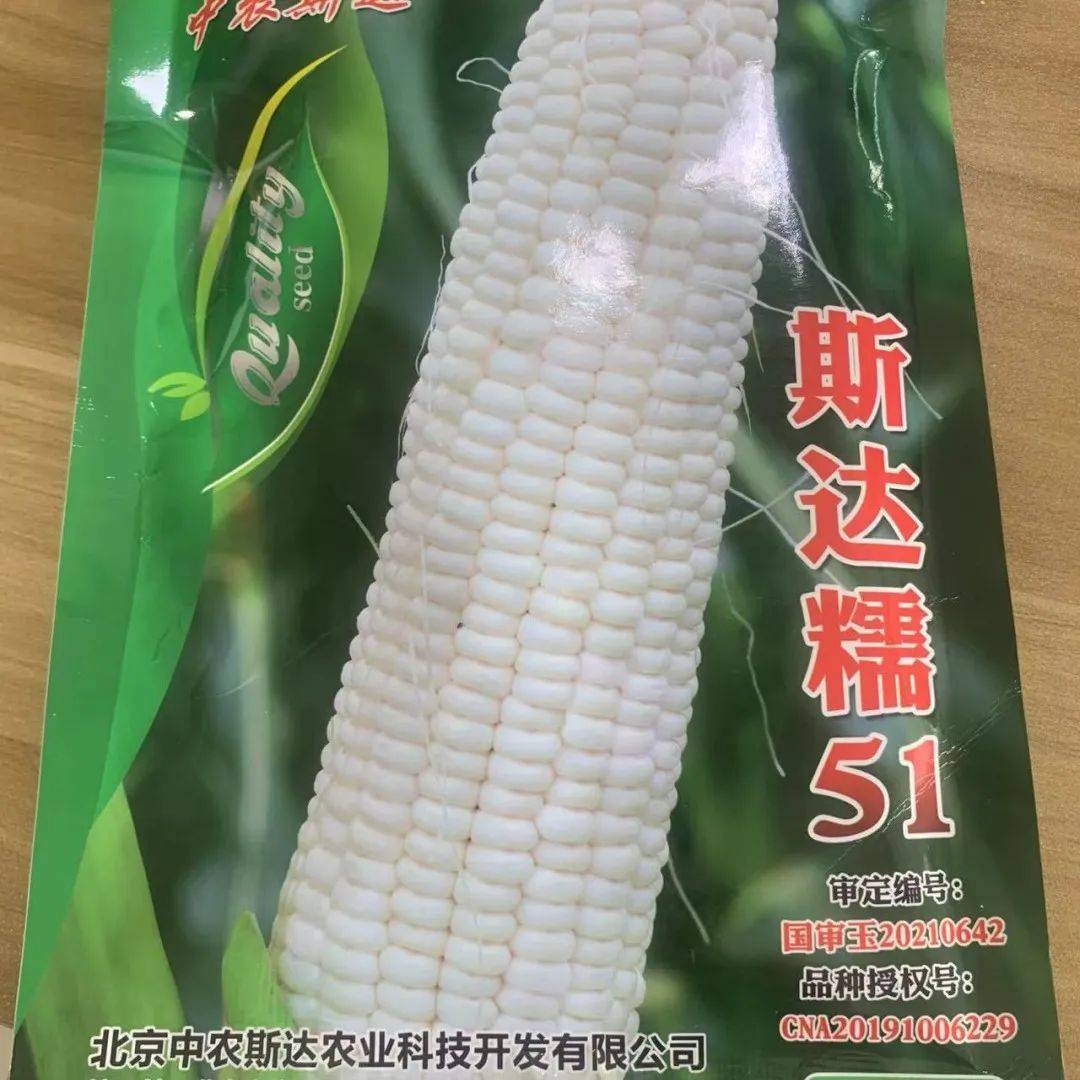 斯达糯51爆款糯玉米来啦~种植积温带黑土地