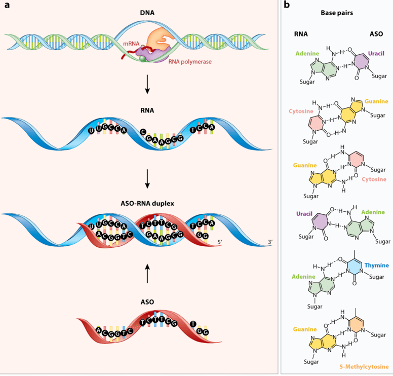 探针资本_行业研究：核酸类药物递送_治疗_基因_蛋白质