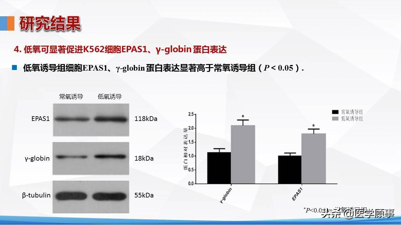 低氧条件下EPAS1调控K562细胞系红系分化的作用研究_因子_诱导_环境
