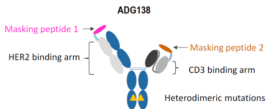 CD3 双抗在实体瘤中的挑战及解决之道_细胞_肿瘤_抗体