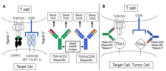 CD3 双抗在实体瘤中的挑战及解决之道_细胞_肿瘤_抗体
