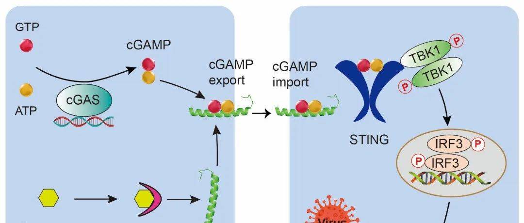 清华大学张从刚课题组揭示免疫“第二信使”cGAMP双向跨膜转运的新机制_研究_细胞因子_诱导