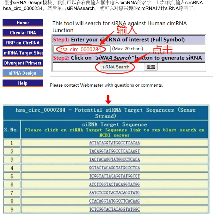 手把手教你circRNA引物设计_exon_Primers_产物