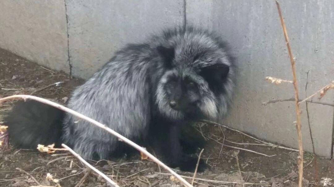 雨停了可我家狐貉貂怎么了？_毛皮_动物_疾病
