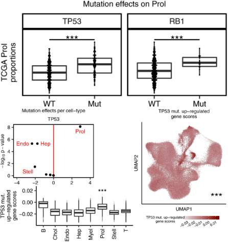解锁scRNA/snRNA与bulk RNA联合分析新思路，赶紧看过来！_Prol_癌细胞_类型
