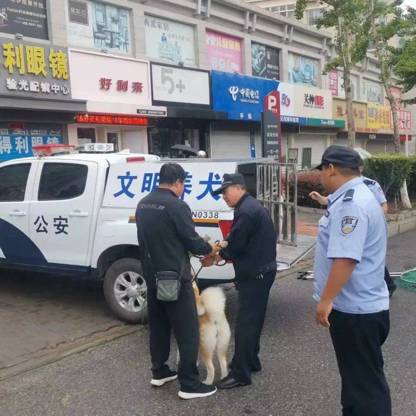 严查！朝阳养狗的注意！15人被 罚，37只狗被收容进行文明市民