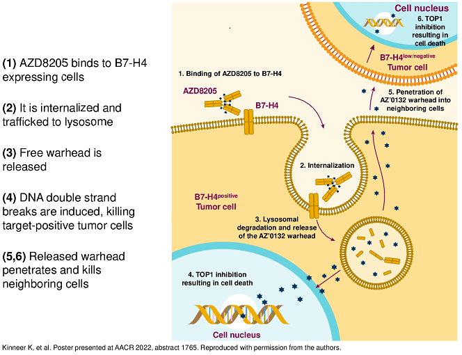 阿斯利康 B7-H4 ADC 国内临床即将启动！中国研发提速中_药物_Enhertu_研究