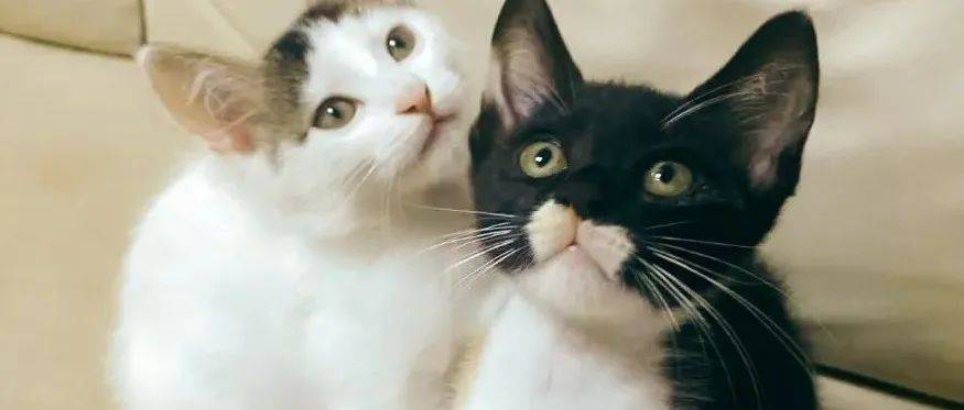 【猫咪领养】两只流浪小猫寻领养小猫猫咪