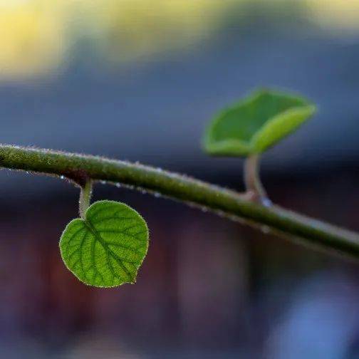缘分不强求,余生不将就才是一生生命