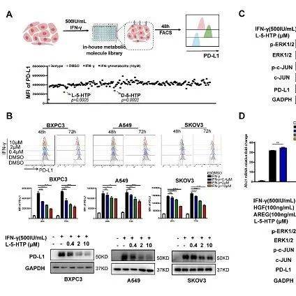 J Immunother Cancer | 上海药物所合作发现L-5-羟基色氨酸可抑制PD-L1诱导性表达发挥抗肿瘤效应_研究_免疫_羟基