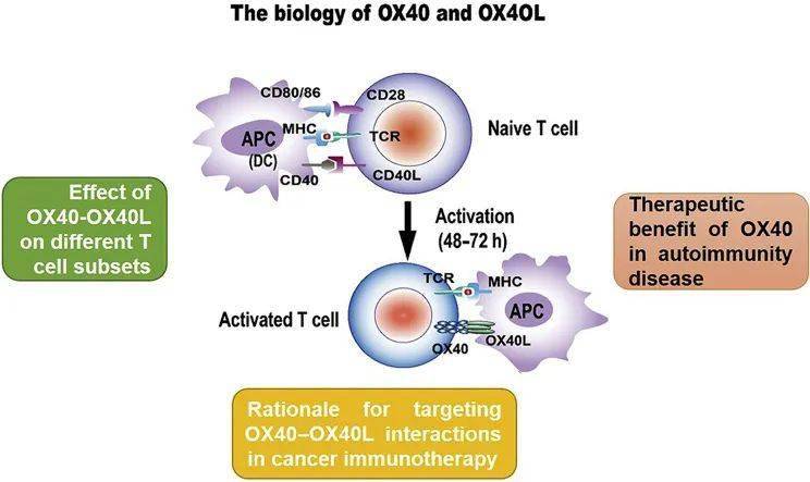 明星靶点CD27＆OX40及配体最新研究进展综述！_细胞_受体_kDa