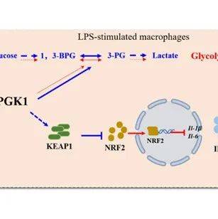 【APSB推荐】新型PGK1抑制剂揭示PGK1调控炎症因子新功能，PGK1有望成为溃疡性结肠炎的新靶标_kinase_研究_药物
