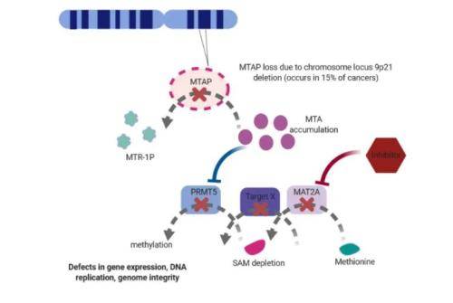 IDEAYA与安进达成临床试验合作，评估MAT2A-PRMT5 合成致死组合_缺失_甲基_疗法