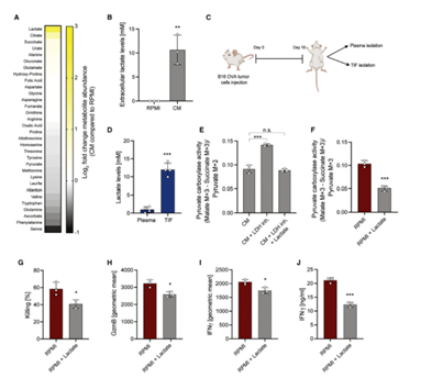 肿瘤细胞的反击：通过改变CD8+ T细胞中的代谢通路对抗肿瘤免疫？_琥珀酸_乳酸_毒性
