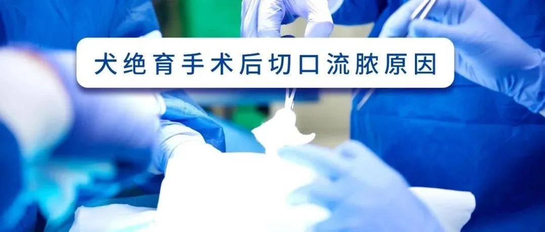 犬绝育手术后切口流脓原因专业分析，一起来浅分析一下？伤口病例海绵