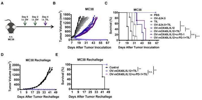 溶瘤病毒联合TIL过继疗法治疗实体瘤，突破瓶颈，功效显著_肿瘤_淋巴细胞_模型