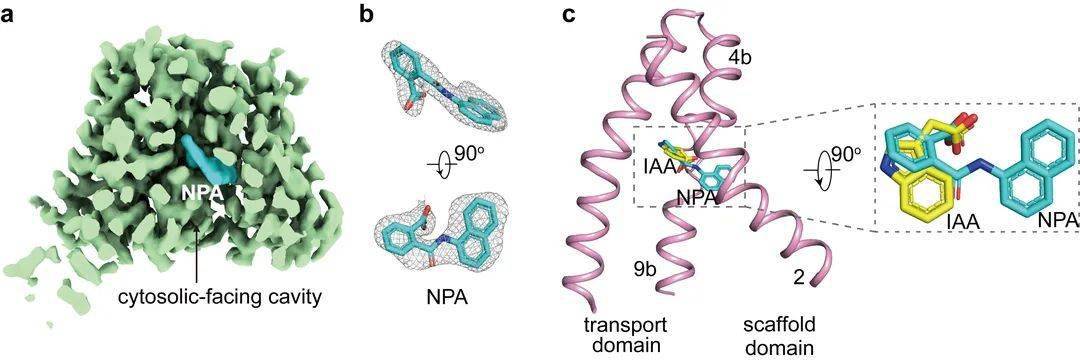 Nature重磅！浙大：解析植物向光性奥秘_生长素_研究_极性