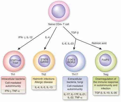 人人学懂免疫学第二十三期：Th2、Th17和Th0细胞_抗体_细菌_真菌