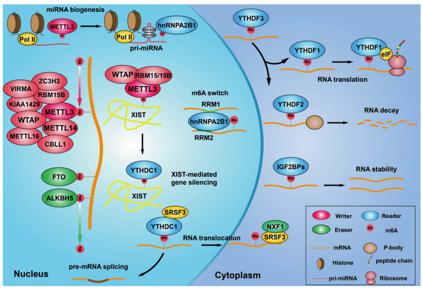 m6A修饰在生物功能和疾病中的作用_MeRIP-seq_包括_造血
