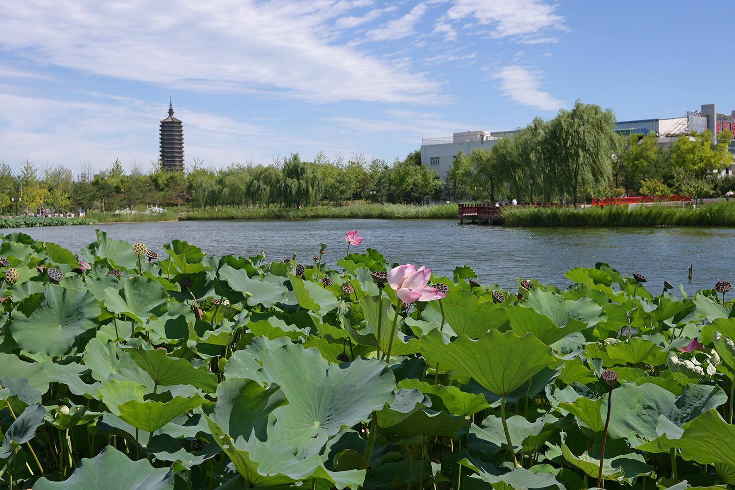 半幅微单和全幅微单，拍人像差距大吗？通过尼康Z30、Z5来看看_镜头_效果_尼克尔