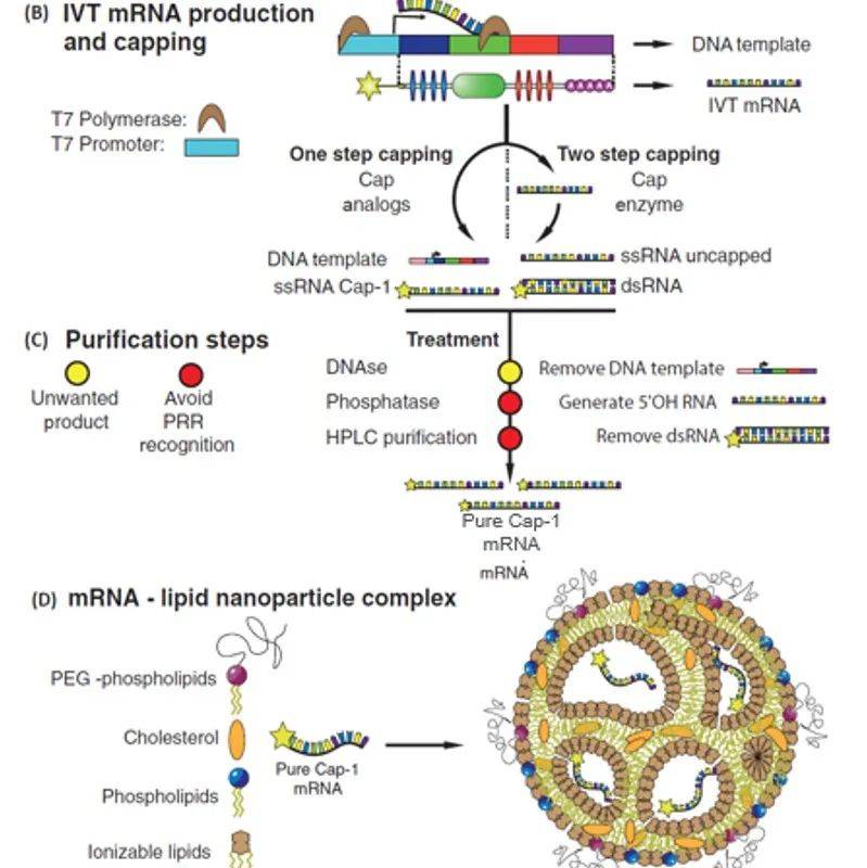在线分享|mRNA质量分析指南解读与分析表征_安捷伦_研究_疫苗