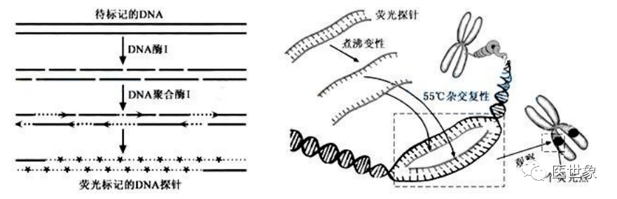 技术 | 伴随诊断技术解析：PCR、NGS、FISH_进行_荧光_分析