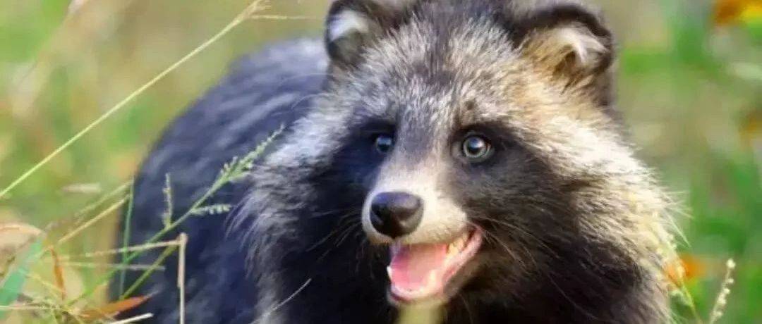 9月份貉防咬毛，驱虫、控食方案_饲料_貉子_动物