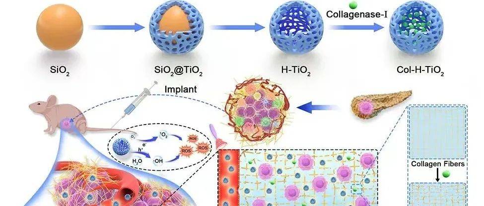 ACS AMI |浙江大学黄品同教授团队：胶原酶修饰的H-TiO2纳米颗粒突破基质屏障增强胰腺癌声动力疗效_超声_肿瘤_in