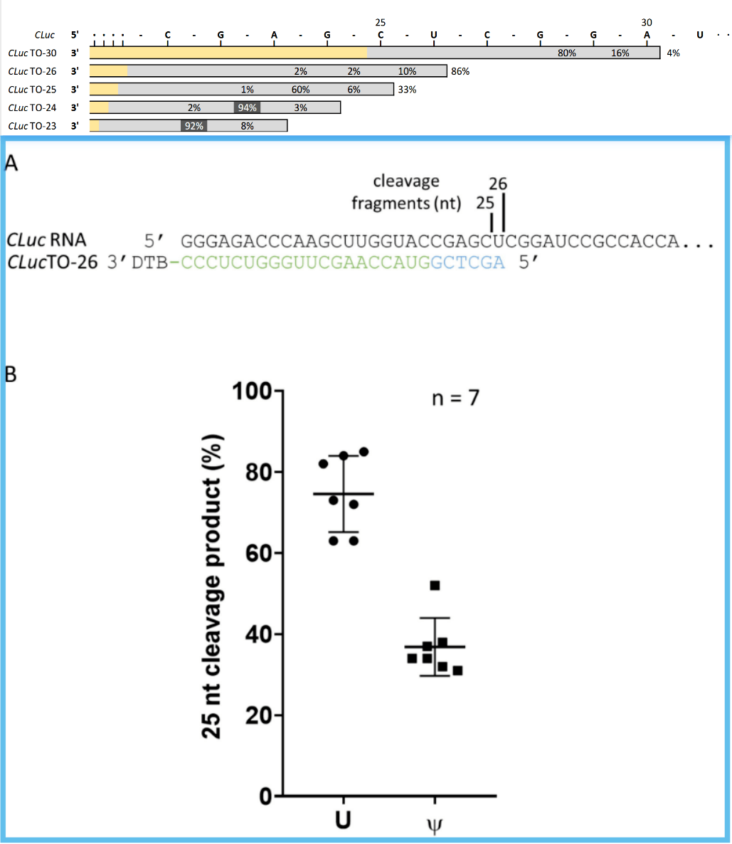 mRNA加帽率测定方法研究进展_反应_RppH_酶法