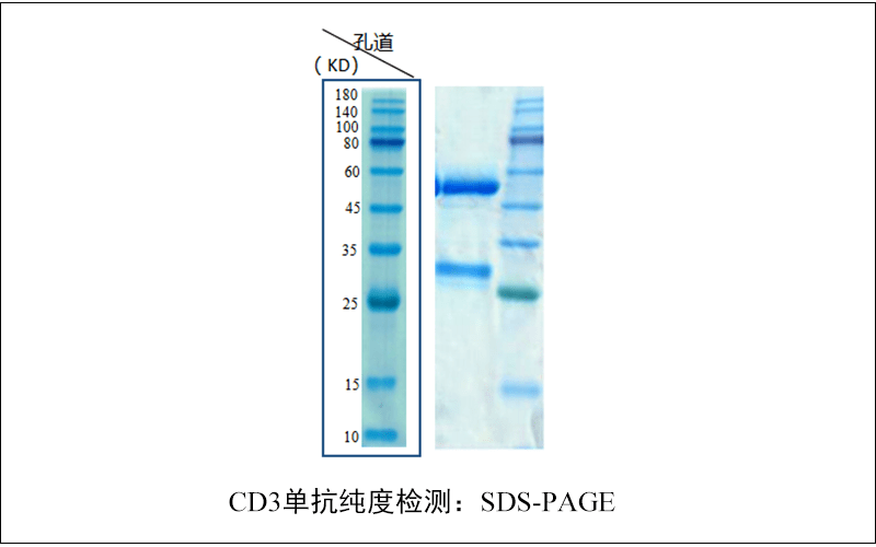 CD3单克隆抗体：突破性疗法的又一次“浴火重生”_细胞_异源_信号