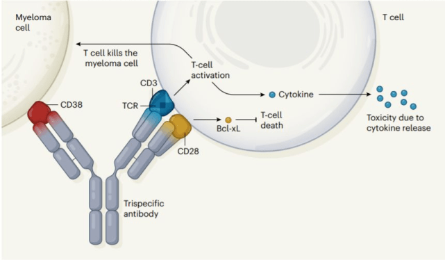 看官好，我是江湖“万物可CAR”的CD3/CD28单抗偶联磁珠_细胞_抗体_分子