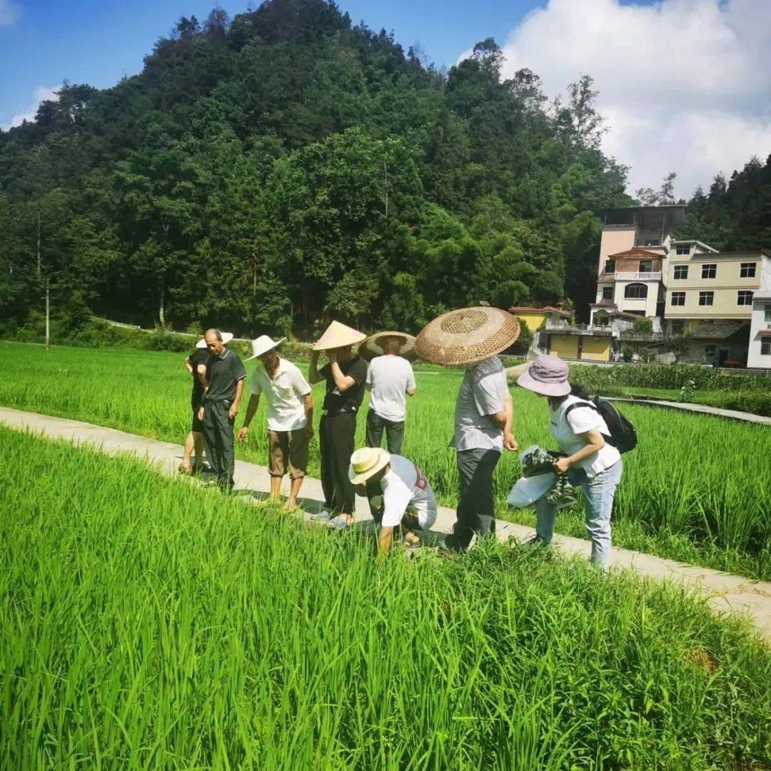 酉州科普丨开展培训、形成资料……酉阳县科协这样助力乡村振兴→ 涂市 水稻 科学技术