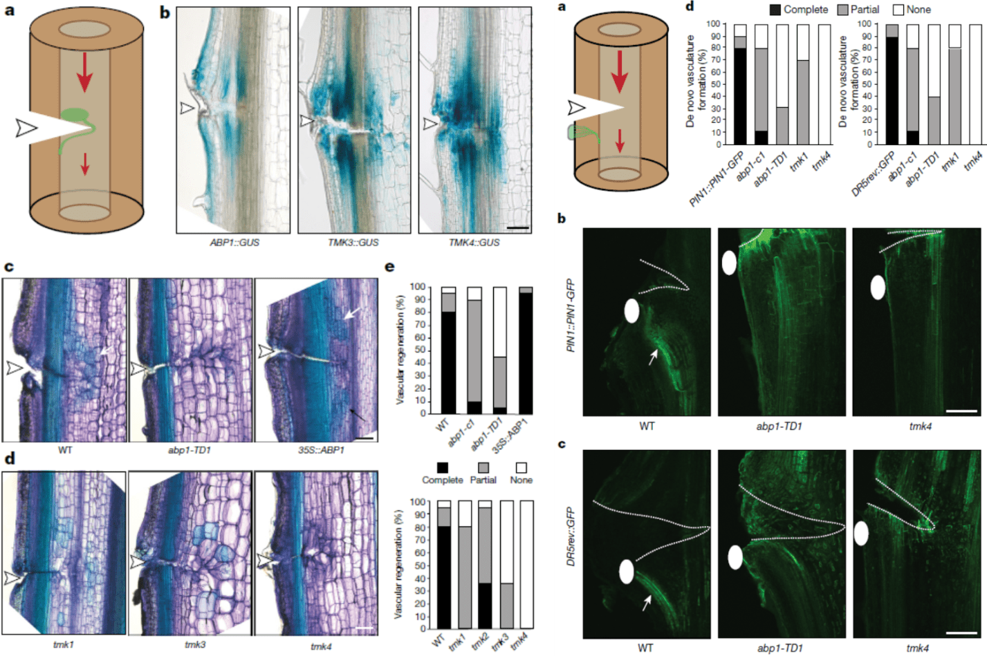 Nature ｜谜团破解！Jiří Friml团队领衔揭示ABP1是生长素受体，并与TMK共同介导全局性蛋白磷酸化和生长素渠化_研究 ...