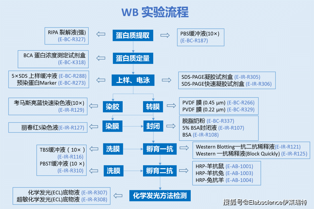 ELISA、WB、IHC三大实验选哪个？实验流程有什么不同？_蛋白_检测_抗体