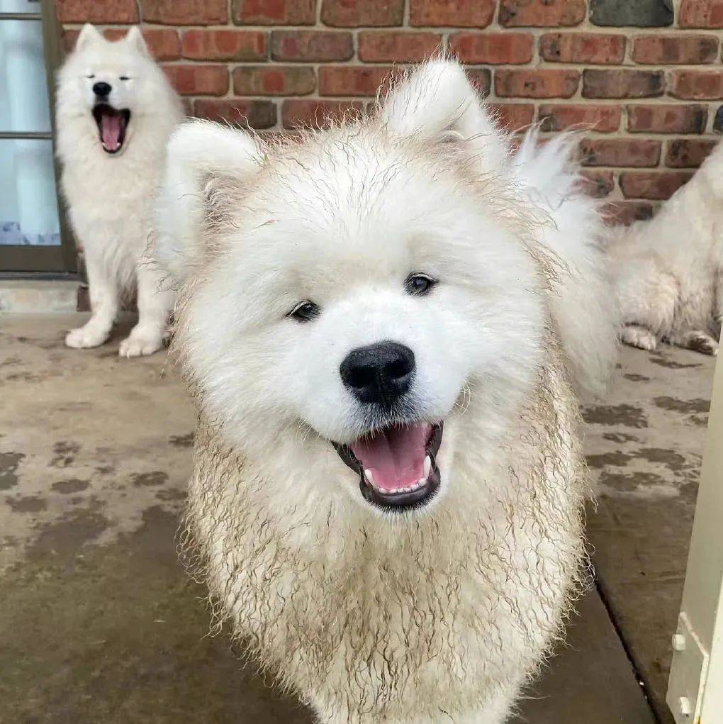 给大家看一下黄色的萨摩耶..._耶耶_奶茶_包袱