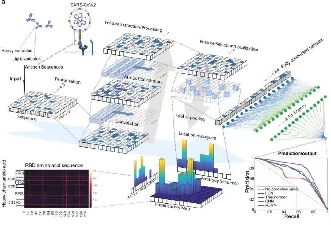 【CELL RES】曹雪涛院士团队最新研究！基于ACNN的深度学习框架：可预测针对新冠病毒及其奥密克戎变体的广泛反应性抗体_XBCR-net ...