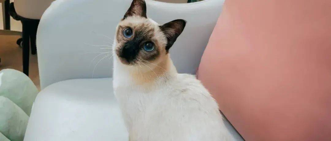 【猫咪领养】 挖煤猫”元旦寻领养猫咪
