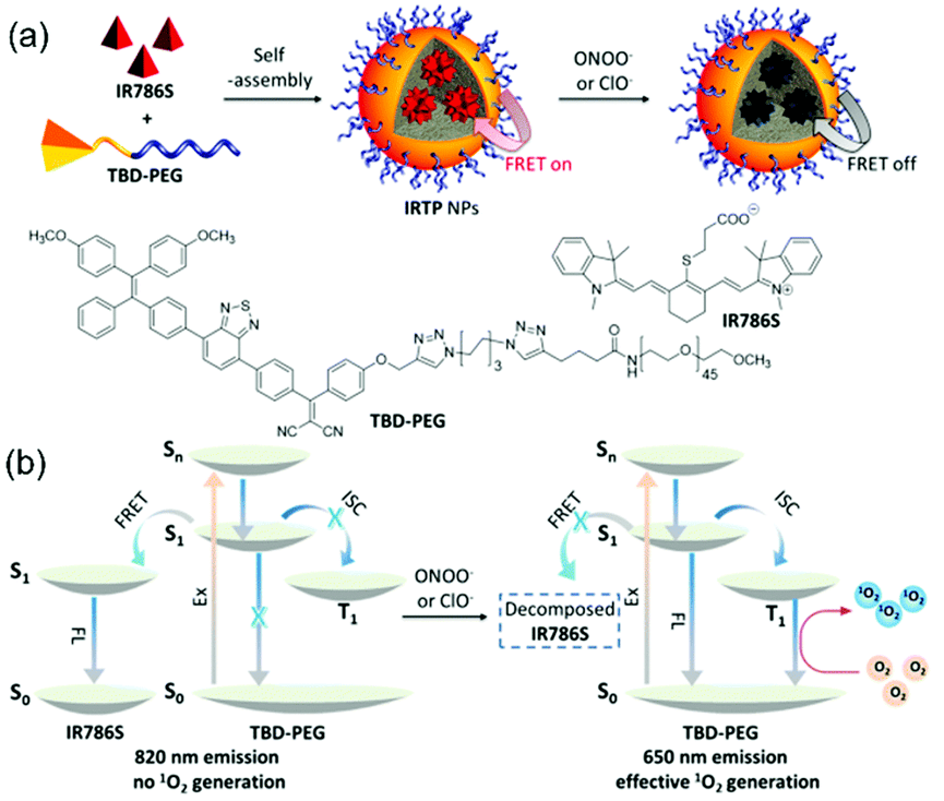 唐本忠院士综述 | 用于抗微生物光疗的有机光敏剂_治疗_纳米_细菌
