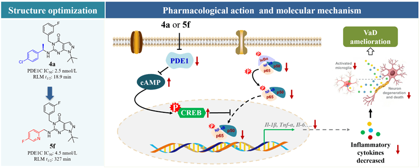 【APSB推荐】靶向磷酸二酯酶1（PDE1）的新型抑制剂缓解神经炎症治疗血管痴呆_研究_药物_QianZhou