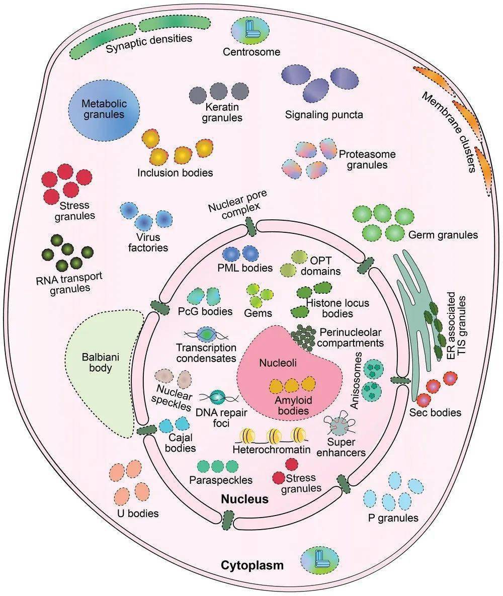 苏州大学周芳芳课题组AS：细胞内液-液相分离及其在癌症中的相关研究_Science_细胞器_方法