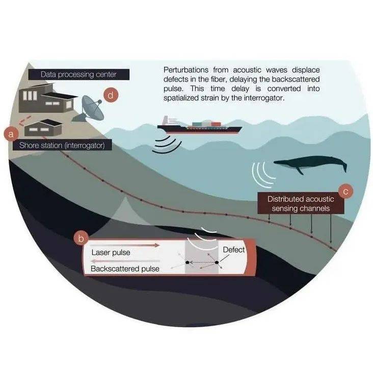 基于海底光缆的分布式声学传感技术，监测北极须鲸活动_电缆_研究_鲸鱼
