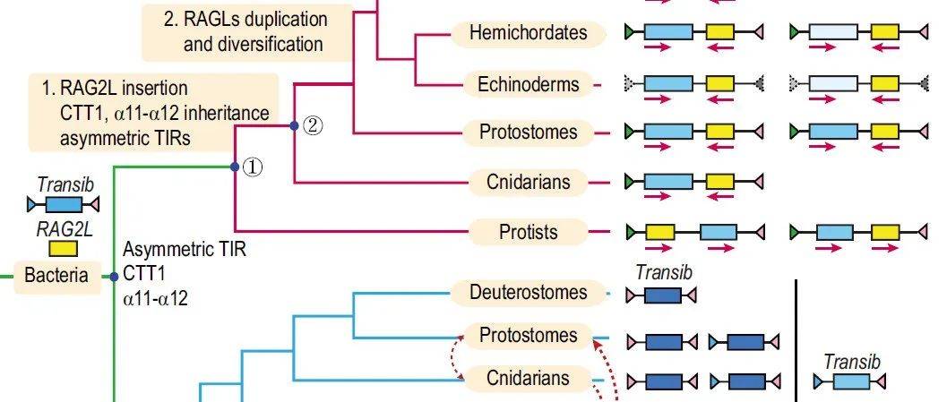 徐安龙教授团队在V(D)J重排机制的起源与演化方面再次取得重要进展_研究_论文_Sci