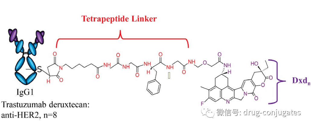 FDA已批准的ADC药物专利深度分析_linker_抗体_卡奇