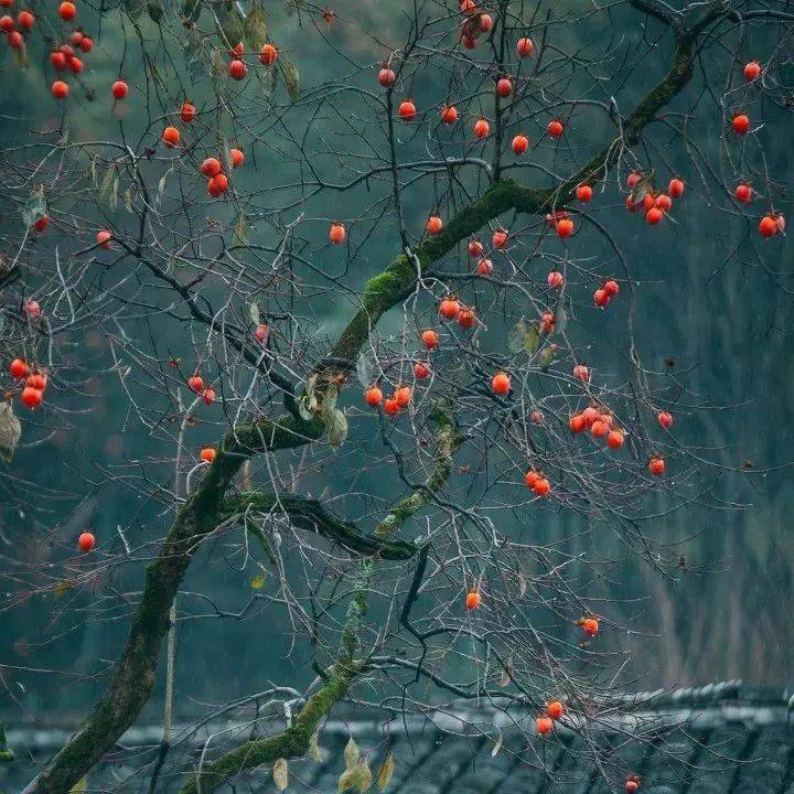 柿子红了！这9个绝美意境古村，每一个都有精美的院落_石城村_村落_阳光