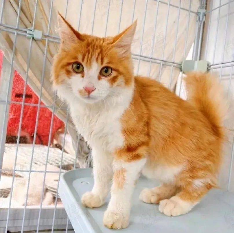 【猫咪领养】长毛橘子弟弟寻领养橘子弟弟猫咪