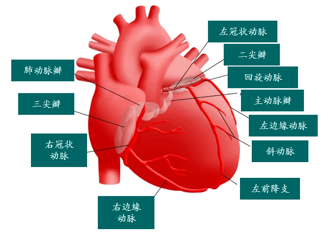 【内脏与疼痛】供应心脏的血管_冠状动脉_静脉_部分
