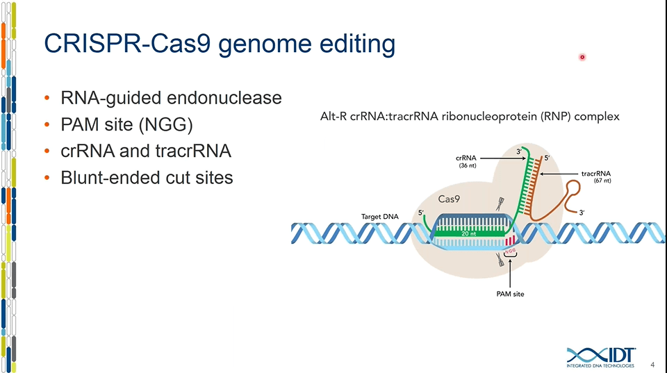 【评测】HiFi cas9提高CRISPR基因编辑的靶向特异性_科技_北京_搜索