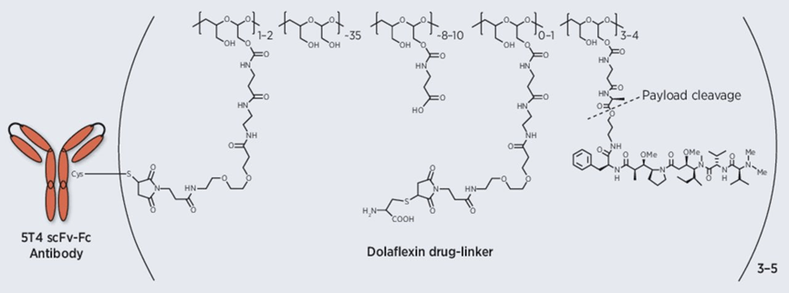 新晋ADC逆袭辉瑞，靶点新秀5T4未来方向几何？_临床_药物_抗体