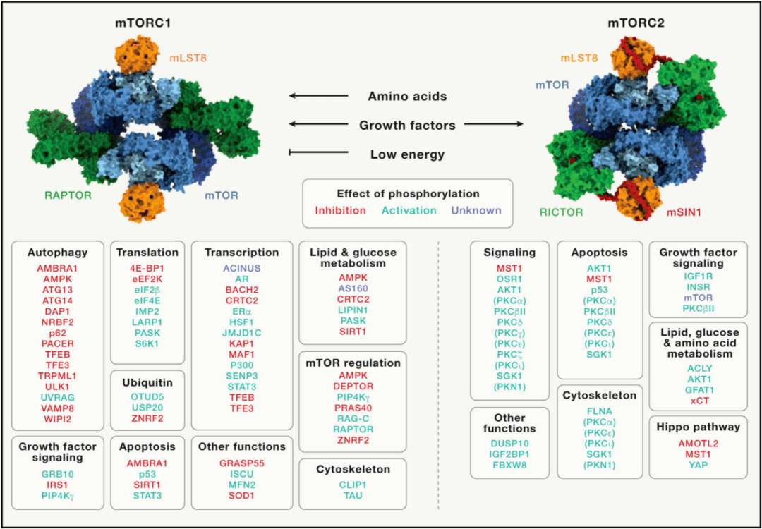 医瑞贝生物｜CELL：生长控制中的mTOR底物磷酸化_研究_复合物_蛋白